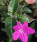 Ruellia makoyana - Ortofiorito