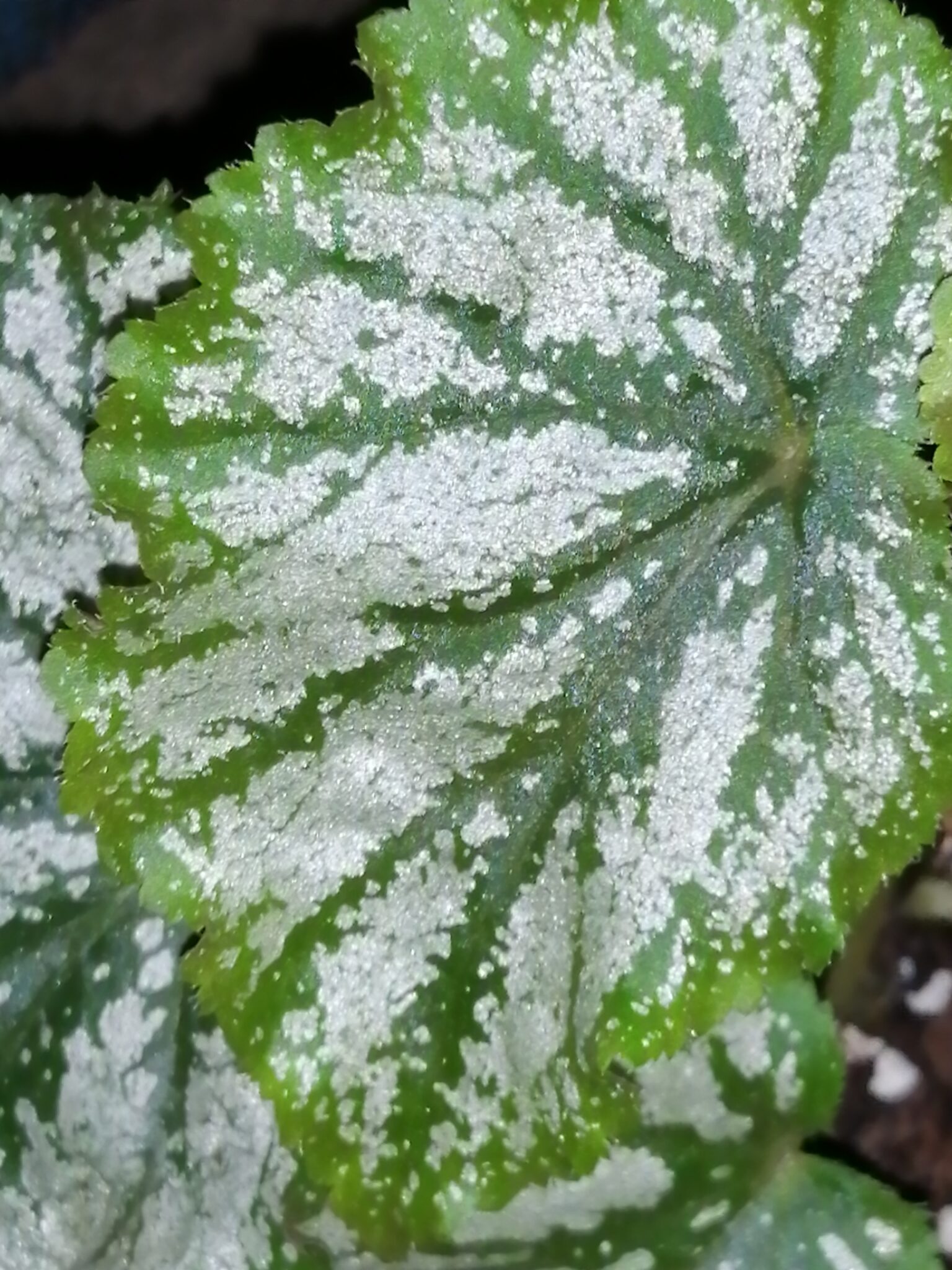 Begonia Galaxy - Ortofiorito