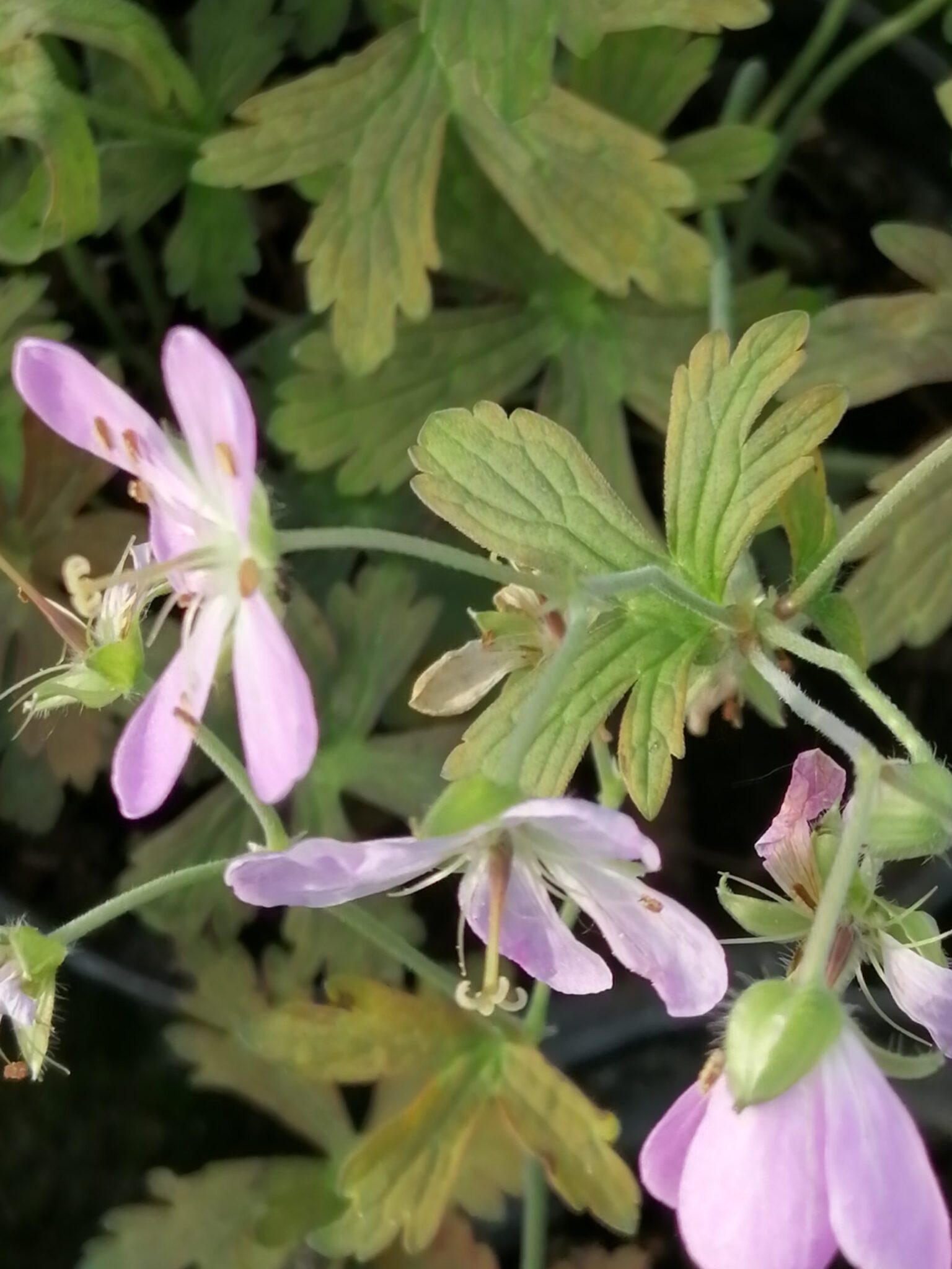Geranium maculatum Espresso - Ortofiorito